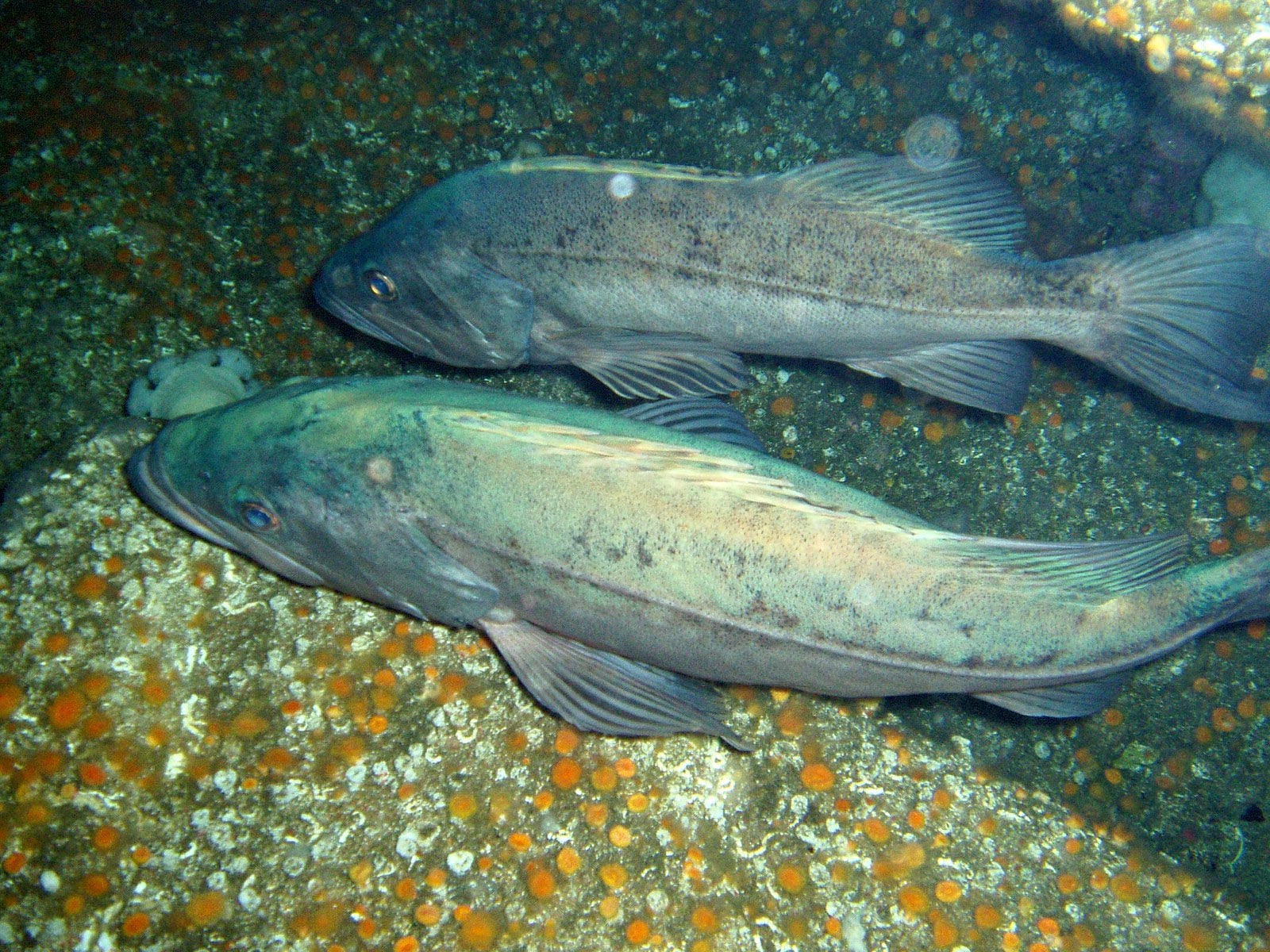 West Coast Groundfish Rebuilding Success - Coastal Conservation ...