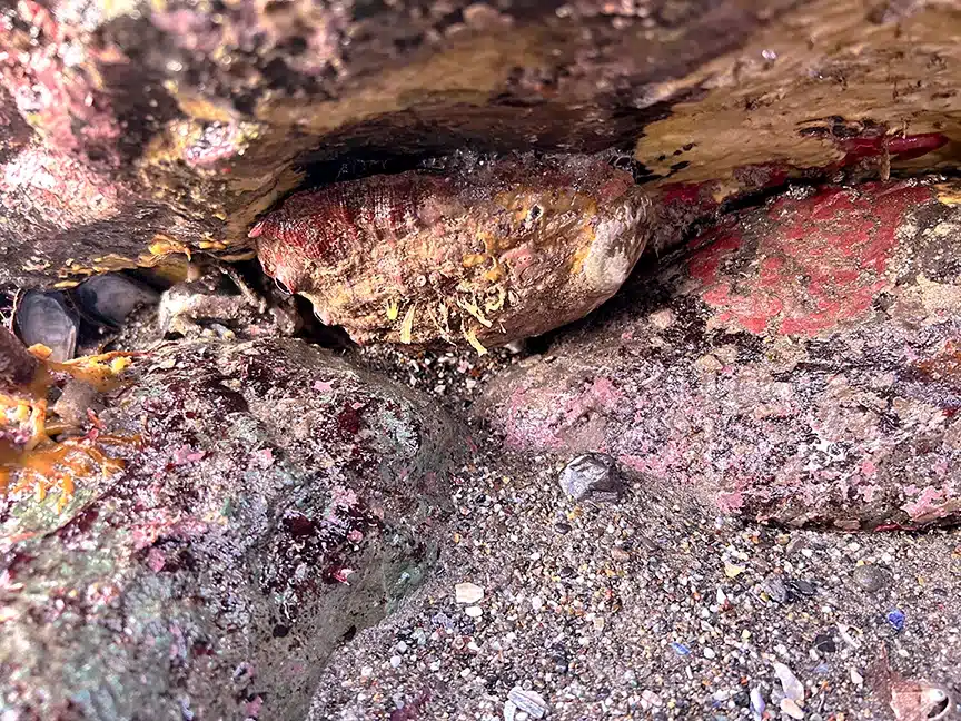 Help Develop California’s Red Abalone Recovery Plan: Join the Community ...